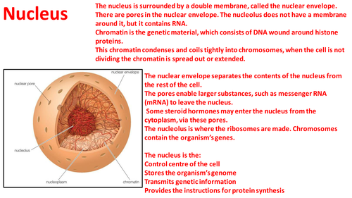 Cell components | Teaching Resources