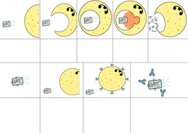 Immunity, white blood cells & antibodies by elltay - Teaching Resources ...