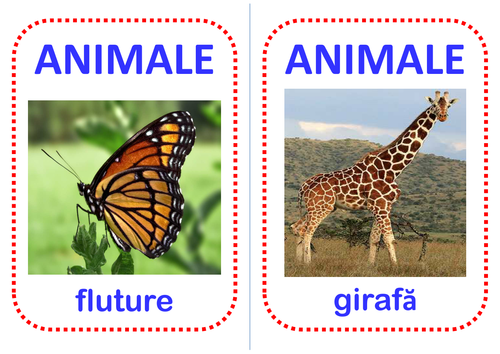 ROMANIAN TEACHING RESOURCES display posters flashcards colours food ...