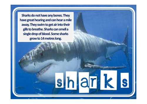 SHARK IN THE PARK STORY TEACHING RESOURCES LITERACY READING EYFS KS 1-2 ...