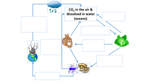 Carbon Cycle | Teaching Resources