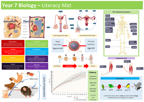 Year 7 Biology Literacy Mat | Teaching Resources