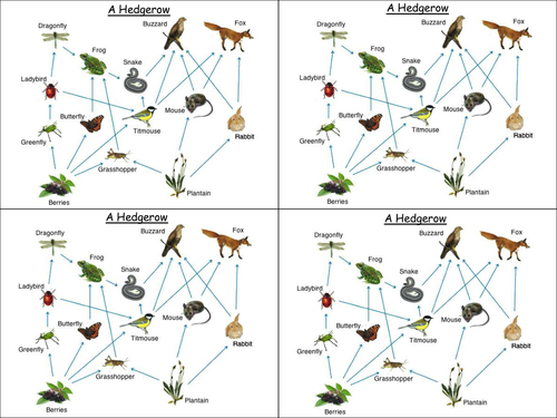 (New AQA) Ecosystems Lesson 2: Food Chain and the Ecosystem. | Teaching ...