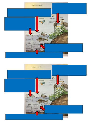(New AQA) Ecosystems Lesson 2: Food Chain and the Ecosystem. | Teaching ...