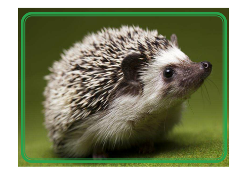 THE HODGEHEG STORY TEACHING RESOURCES EYFS KS1-2 HEDGEHOG ROAD SAFETY ...
