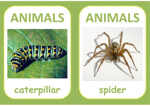 THE HODGEHEG STORY TEACHING RESOURCES EYFS KS1-2 HEDGEHOG ROAD SAFETY ...