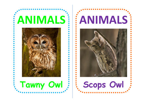 OWL BABIES STORY TEACHING RESOURCES, LITERACY, READING, EYFS, KS 1-2 ...