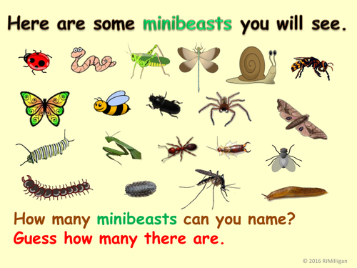 Addition Counting Minibeasts Bugs Insects Worksheets Activities ...