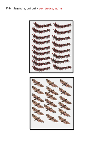 Addition Counting Minibeasts Bugs Insects Worksheets Activities ...