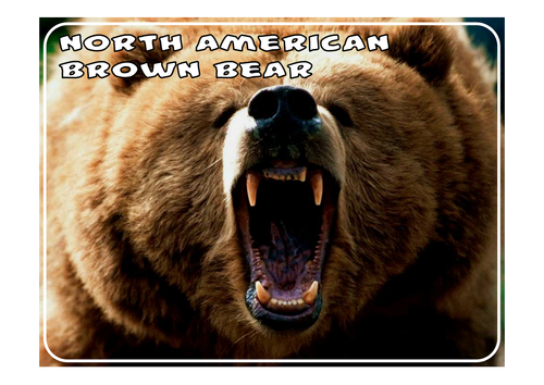 GOLDILOCKS AND THREE BEARS STORY TEACHING RESOURCES EYFS KS 1-2 ...