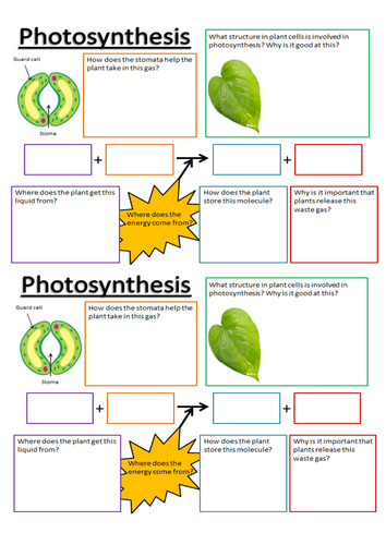 Photosynthesis Information Shopping Activity | Teaching Resources
