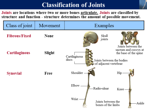PE_A_Joints and Movement - 1 | Teaching Resources
