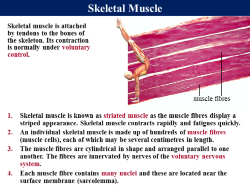 PE_A_Muscles and Movement - 1 | Teaching Resources