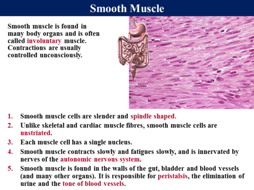 PE_A_Muscles and Movement - 1 | Teaching Resources