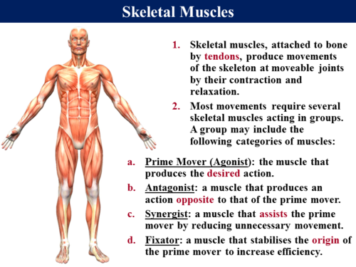 PE_A_Muscles and Movement - 1 | Teaching Resources