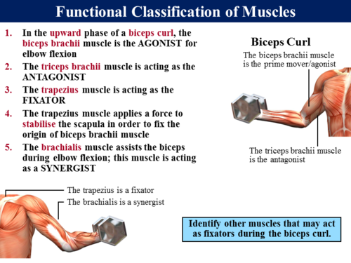 PE_A_Muscles and Movement - 1 | Teaching Resources