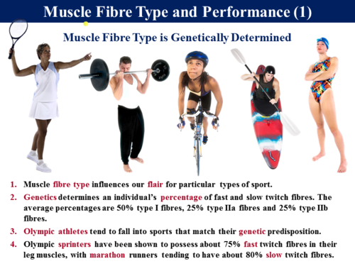 PE_A_Muscles and Movement - 4 | Teaching Resources
