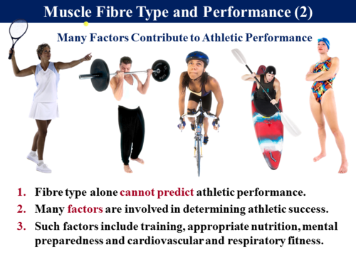 PE_A_Muscles and Movement - 4 | Teaching Resources