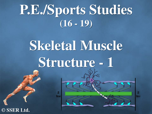 PE_A_Skeletal Muscle Structure - 1 | Teaching Resources