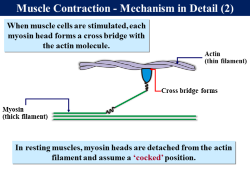 PE_A_Skeletal Muscle Structure - 1 | Teaching Resources