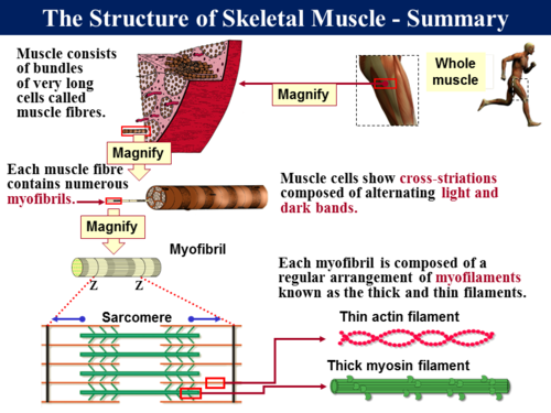PE_A_Skeletal Muscle Structure - 1 | Teaching Resources