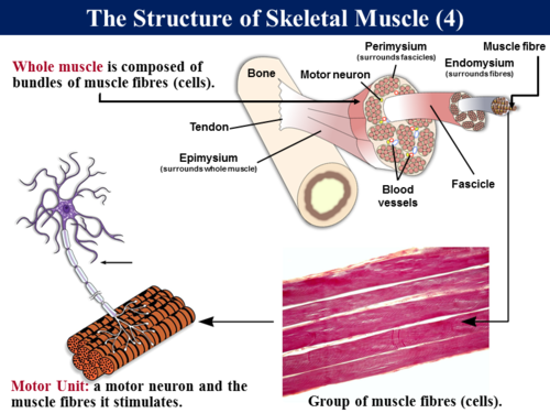 PE_A_Skeletal Muscle Structure - 1 | Teaching Resources