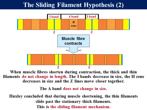 PE_A_Skeletal Muscle Structure - 1 | Teaching Resources