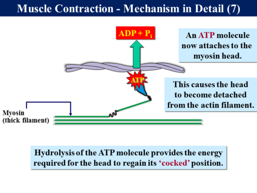 PE_A_Skeletal Muscle Structure - 1 | Teaching Resources