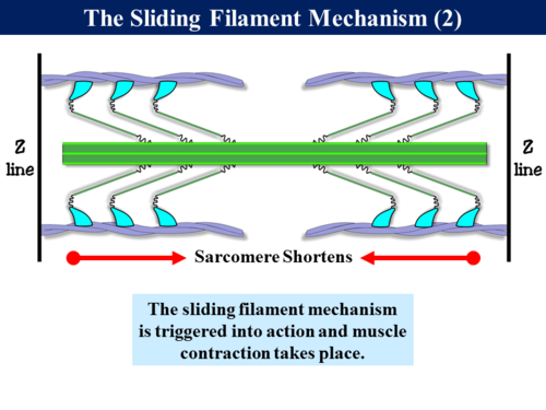 PE_A_Skeletal Muscle Structure - 2 | Teaching Resources