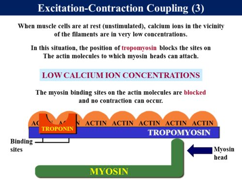 PE_A_Skeletal Muscle Structure - 2 | Teaching Resources