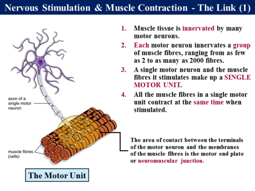 PE_A_Skeletal Muscle Structure - 2 | Teaching Resources