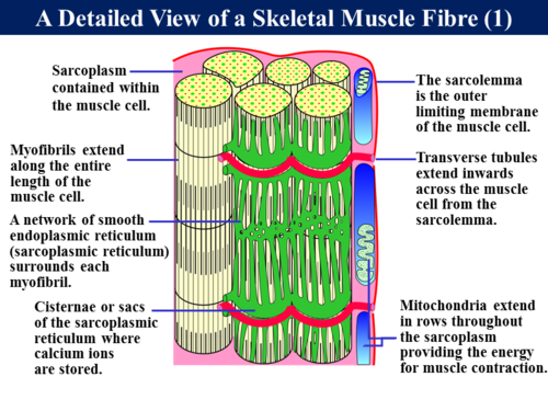 PE_A_Skeletal Muscle Structure - 2 | Teaching Resources