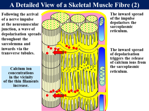 PE_A_Skeletal Muscle Structure - 2 | Teaching Resources