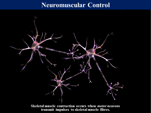 PE_A_Skeletal Muscle Structure - 2 | Teaching Resources