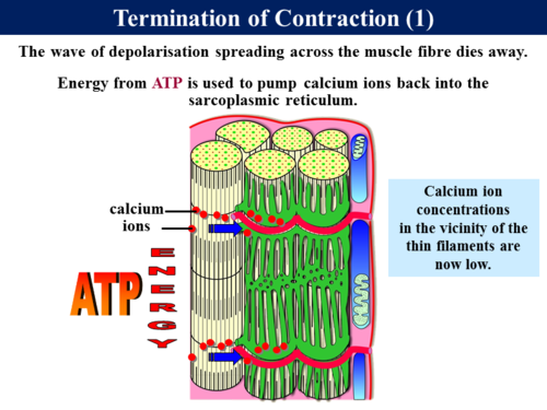 PE_A_Skeletal Muscle Structure - 2 | Teaching Resources