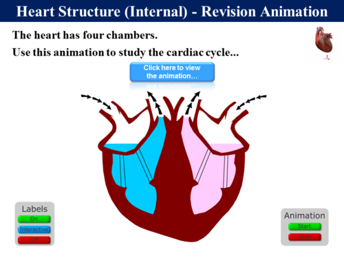Cardiac Cycle Animation