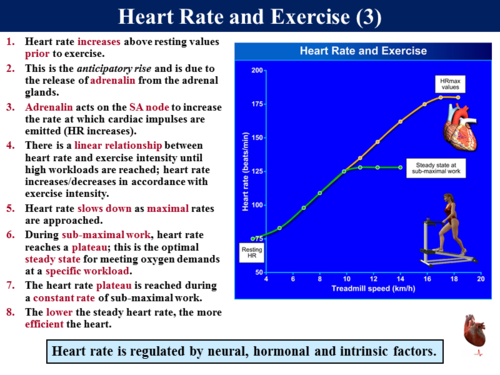 Cardiovascular - 3 (Cardiovascular Responses To Exercise) | Teaching ...