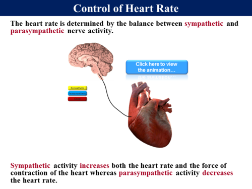 PE_A_Cardiovascular - 4 (Factors Affecting Heart Activity) | Teaching ...