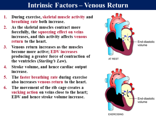 PE_A_Cardiovascular - 4 (Factors Affecting Heart Activity) | Teaching ...