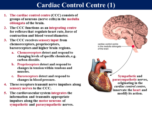 PE_A_Cardiovascular - 4 (Factors Affecting Heart Activity) | Teaching ...