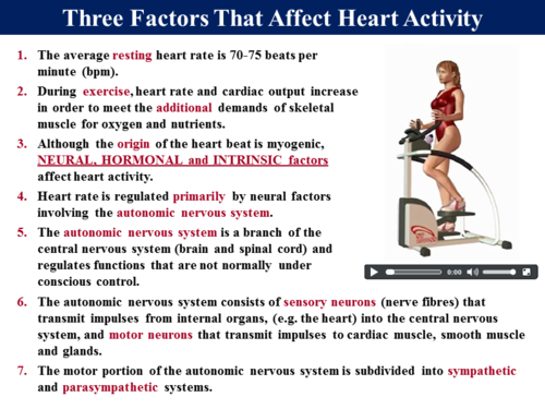 PE_A_Cardiovascular - 4 (Factors Affecting Heart Activity) | Teaching ...