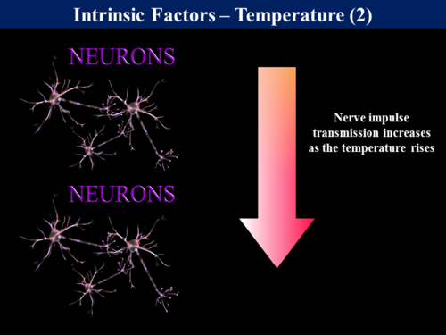 PE_A_Cardiovascular - 4 (Factors Affecting Heart Activity) | Teaching ...