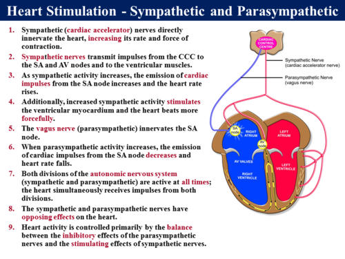 PE_A_Cardiovascular - 4 (Factors Affecting Heart Activity) | Teaching ...