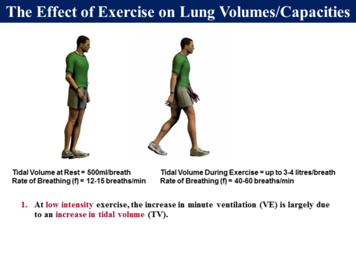 PE_A_Respiratory System - 2 (Mechanics of Breathing & Gaseous Exchange ...