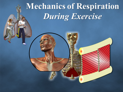 PE_A_Respiratory System - 2 (Mechanics of Breathing & Gaseous Exchange ...
