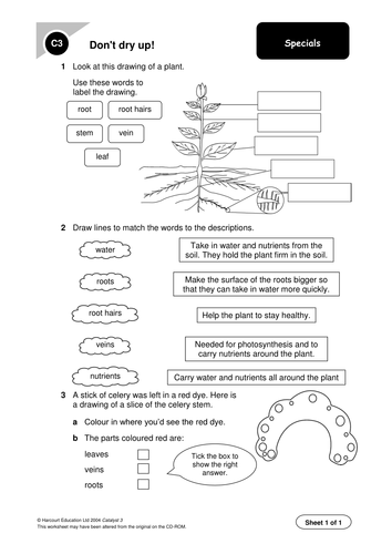 New Curriculum Scheme of Work for Year 8's on Plants and Photosynthesis ...
