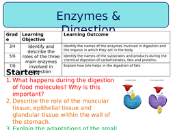 NEW AQA Trilogy GCSE (2016) Biology - Digestive Enzymes by SWiftScience ...