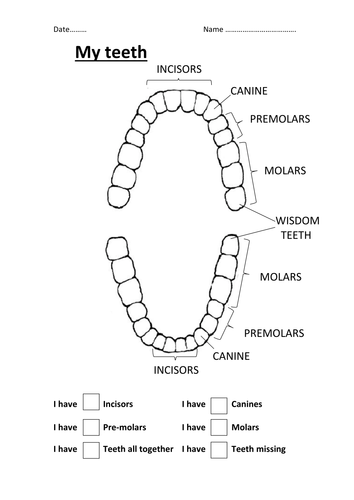 My Teeth | Teaching Resources