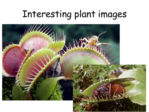 Mini Unit - Plants & Photosynthesis | Teaching Resources