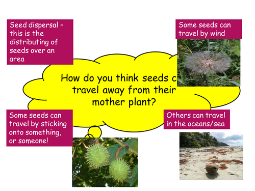 Mini Unit - Plants & Photosynthesis | Teaching Resources